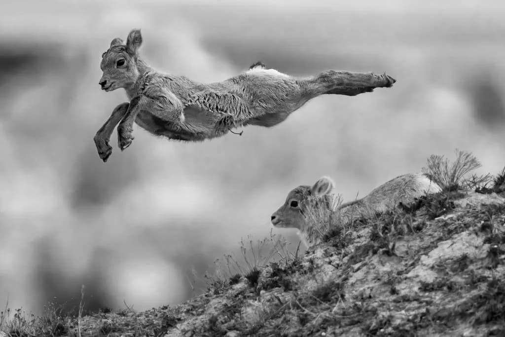 Graceful Leap: A Black and White Journey Through the Heartland's Wild ...