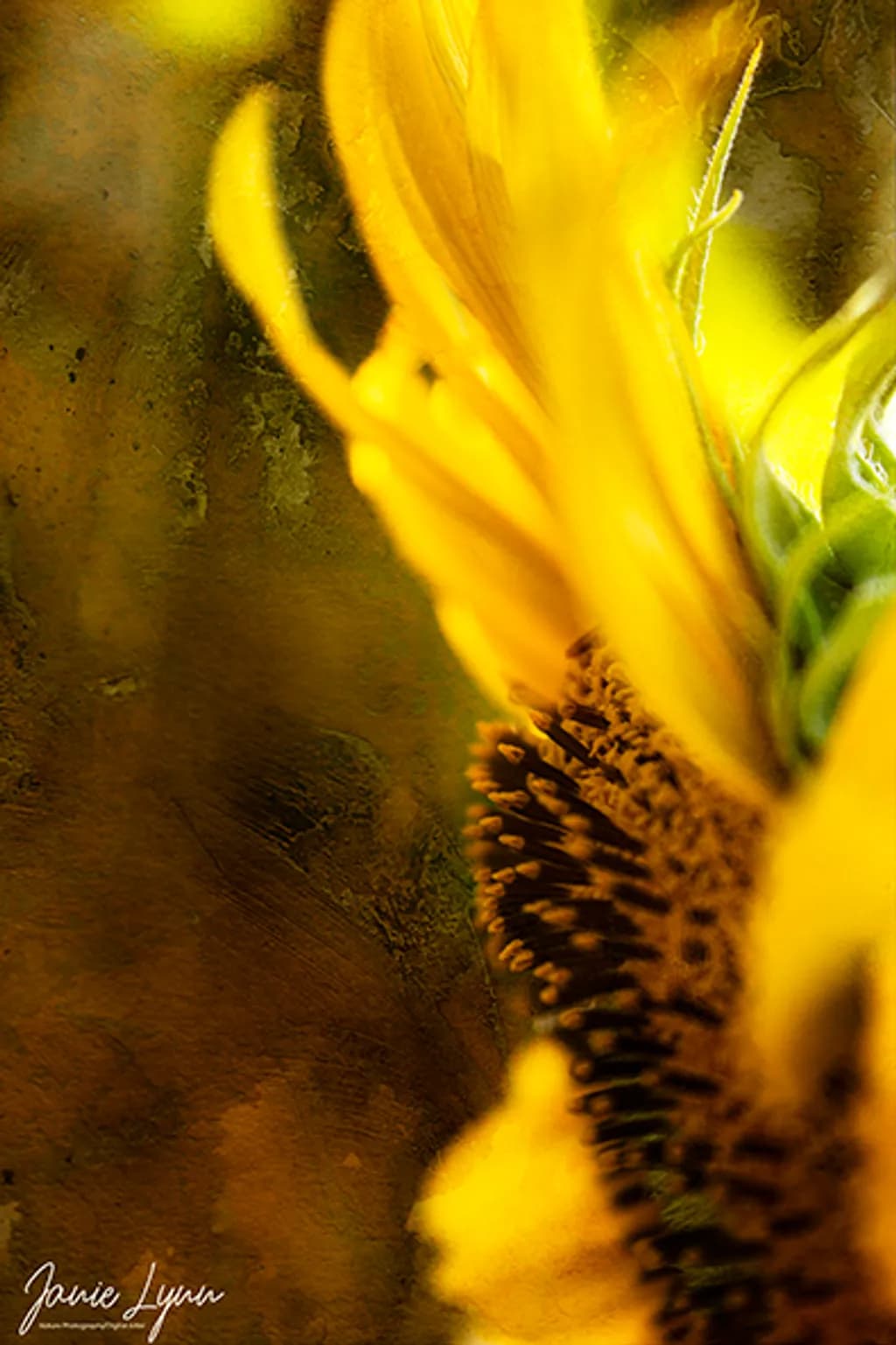 Sunflower Glow by Janie Lynn