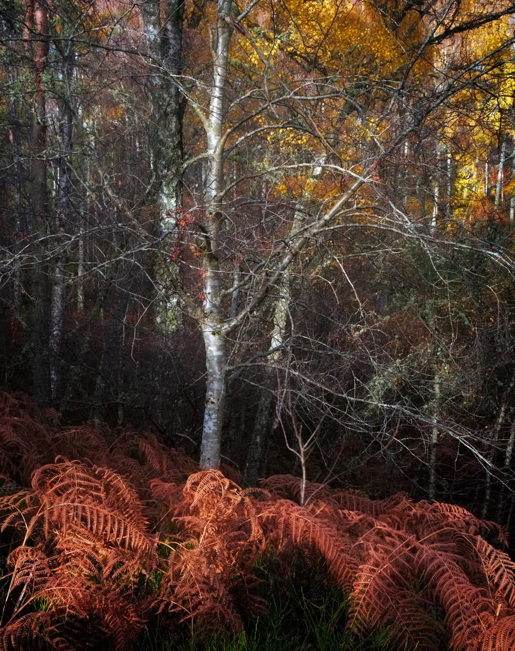 Autumn Ferns by Brian Nicholson Photography