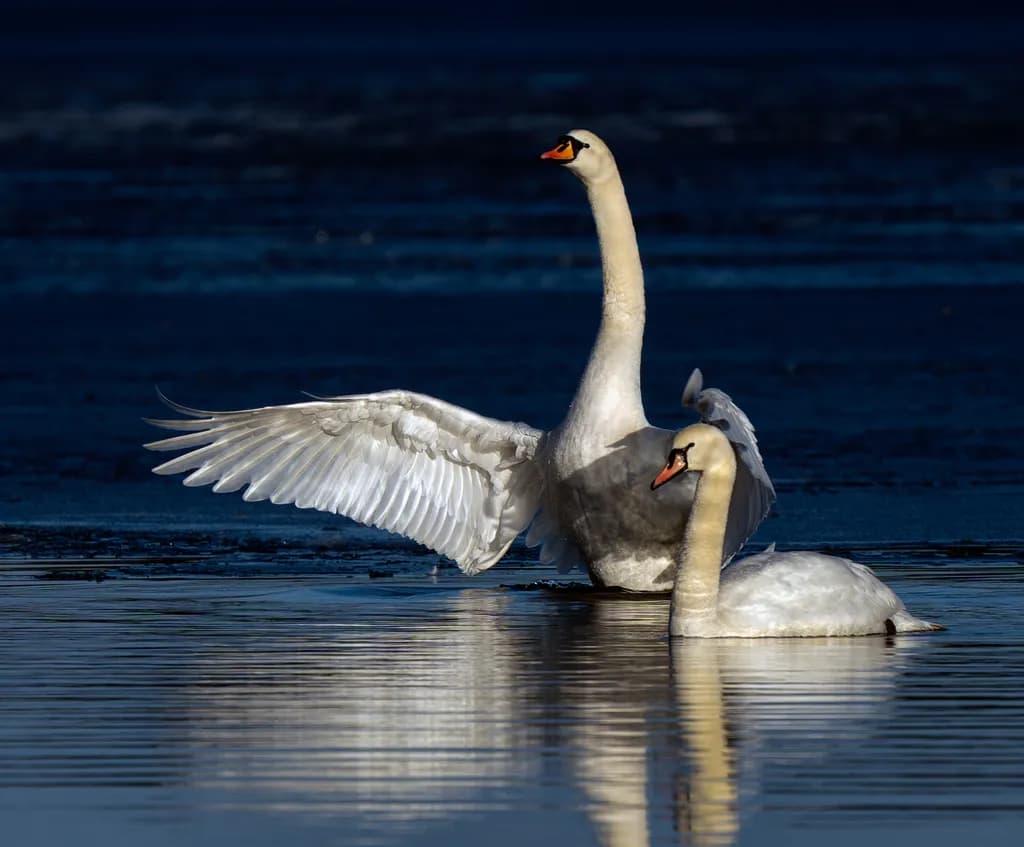 Graceful Companions by Brian Nicholson Photography