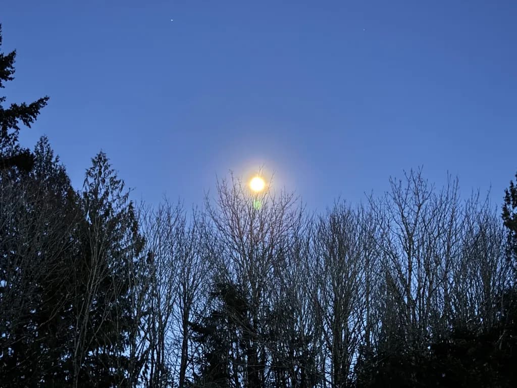 Moonlit Canopy by David Joseph Bromley