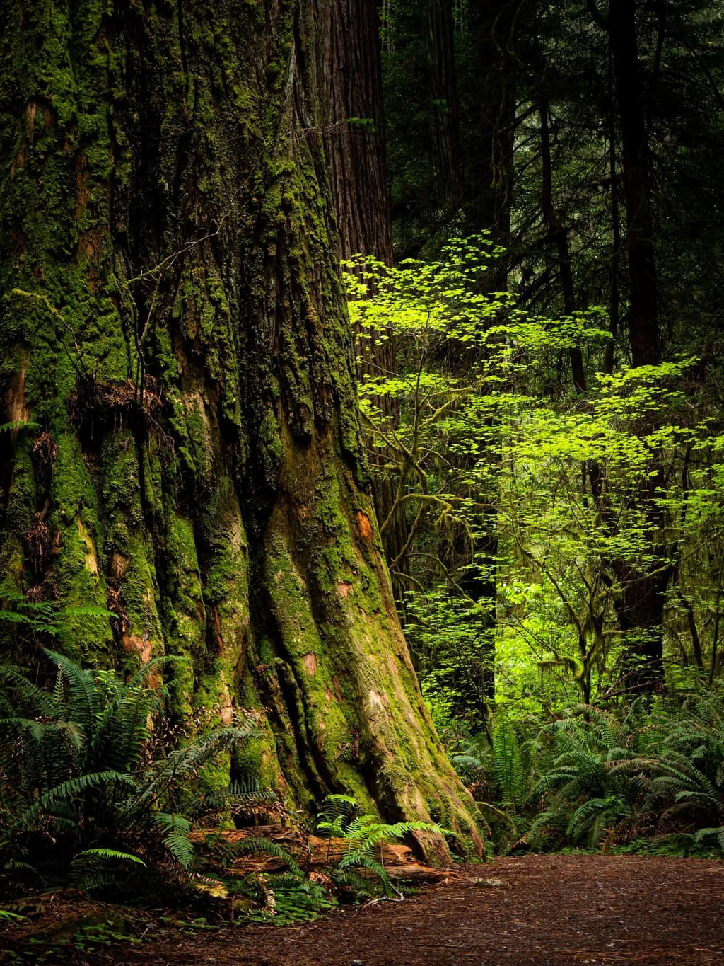 Majestic Redwoods by Jeri Abel Photo Art