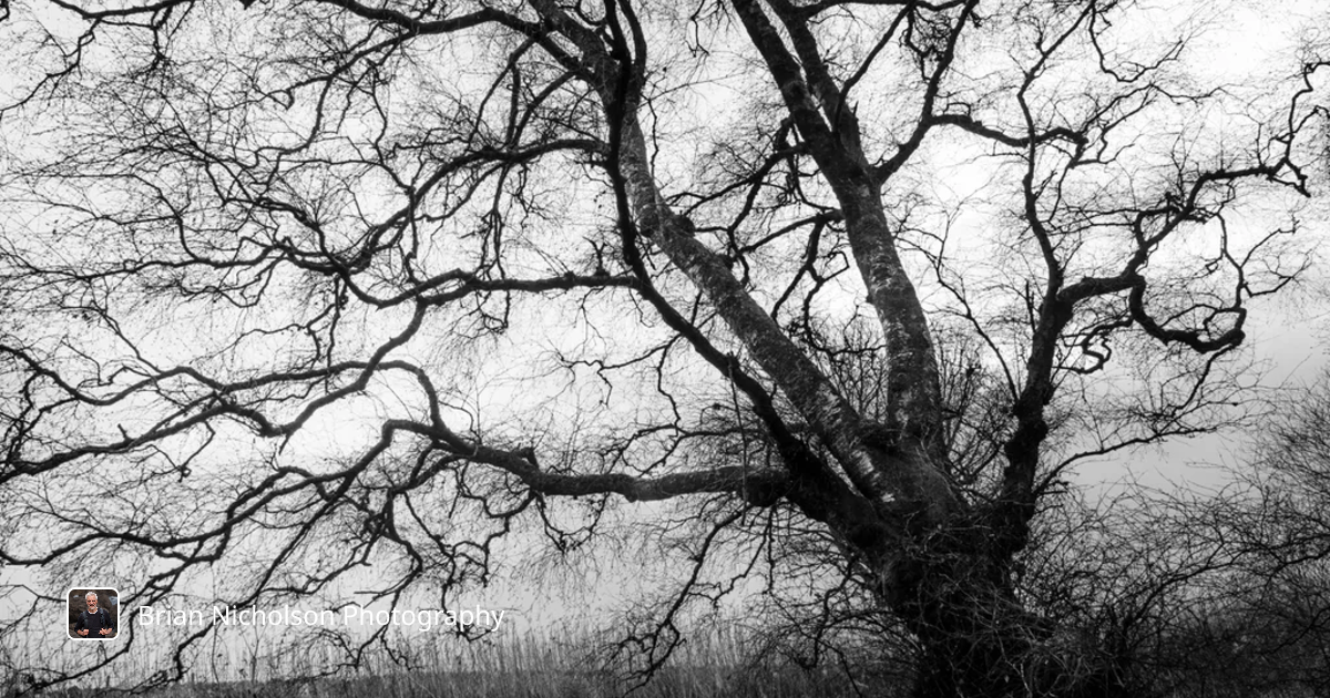 Twisted Resilience by Brian Nicholson Photography