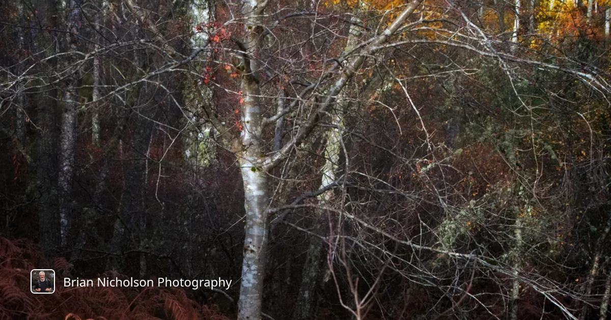 Autumn Ferns by Brian Nicholson Photography