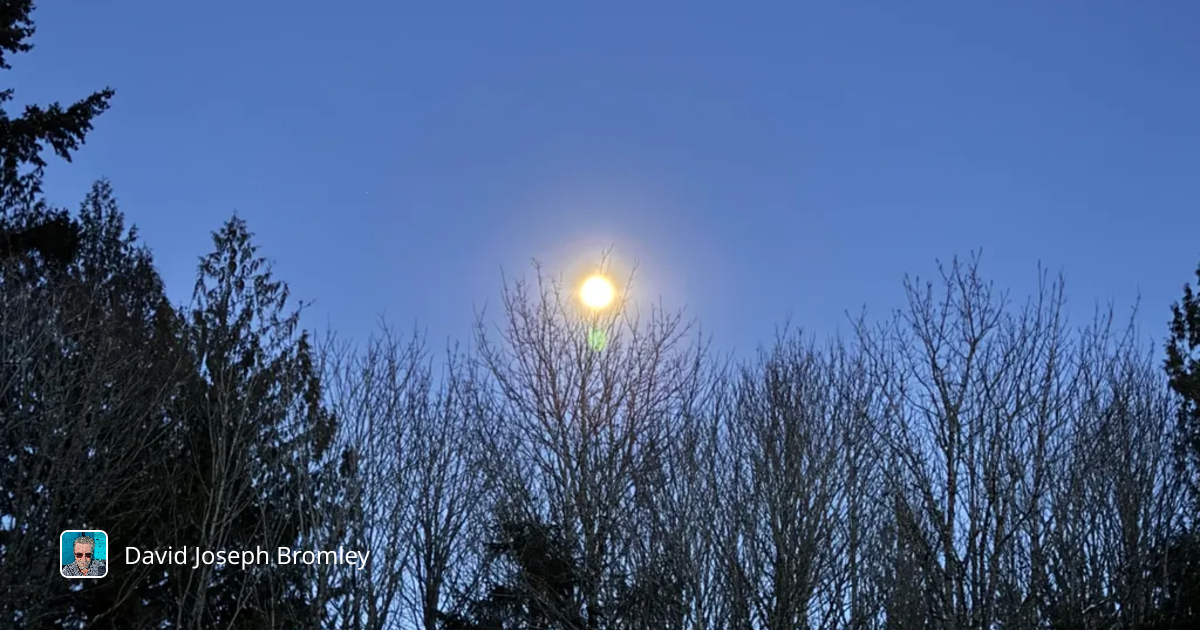 Moonlit Canopy by David Joseph Bromley