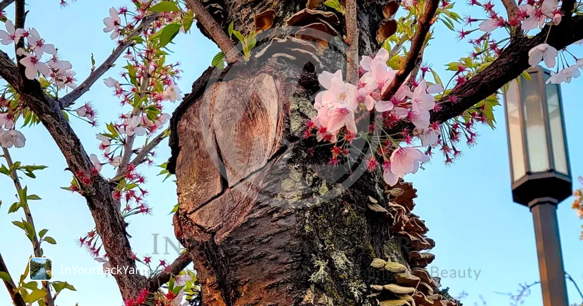 Cherry Blossom Tree by InYourBackYard