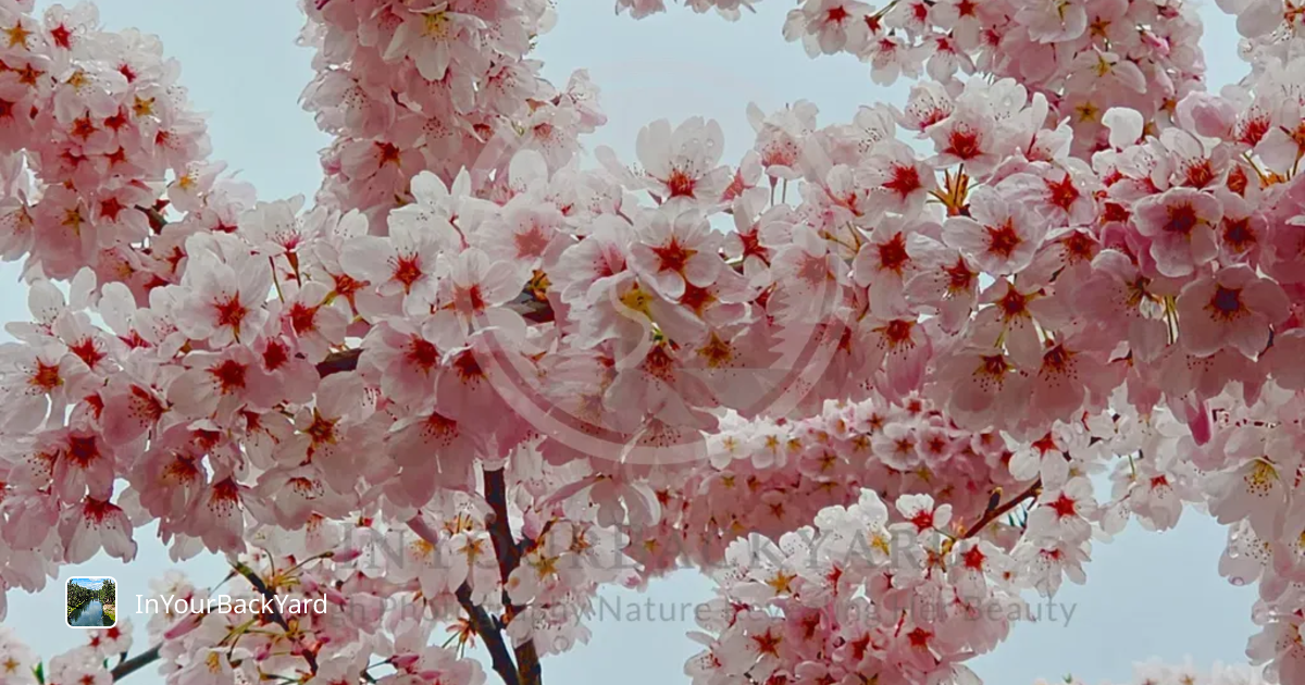 Cherry Blossom Embrace by InYourBackYard