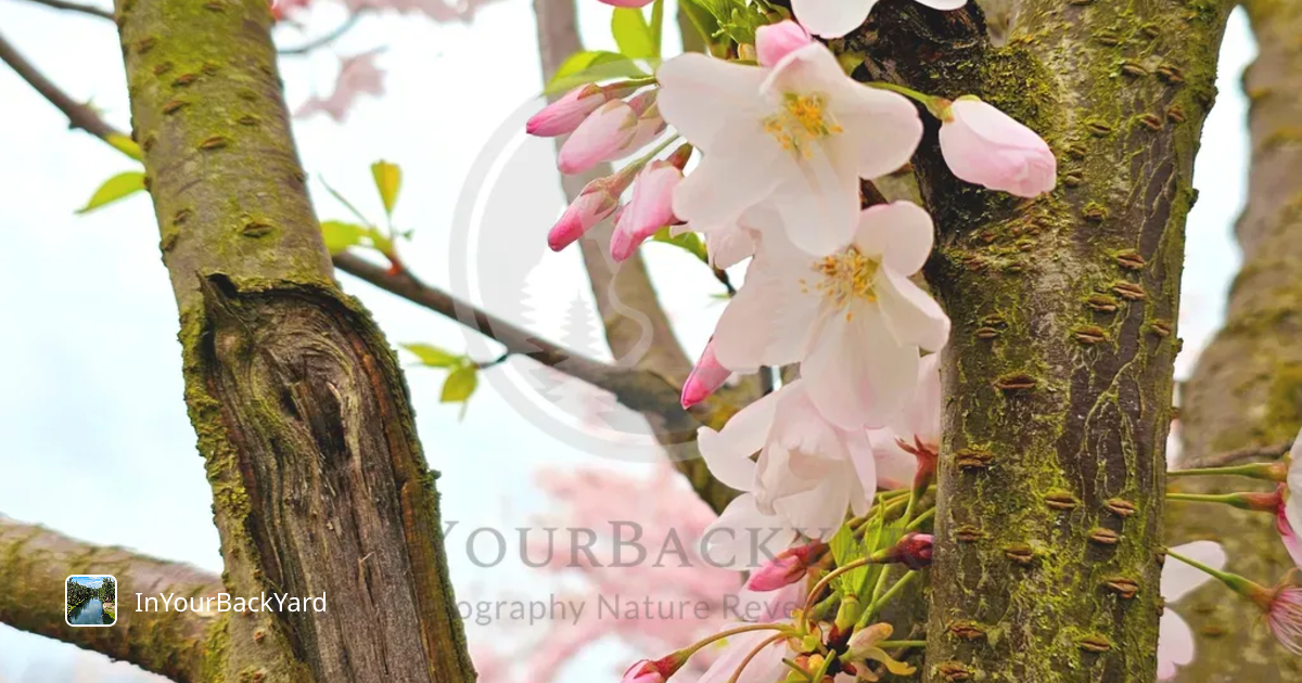 Cherry Blossoms Unveiled by InYourBackYard