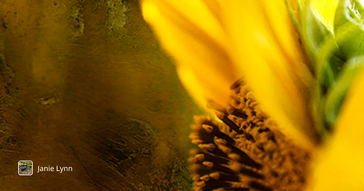 Sunflower Glow by Janie Lynn