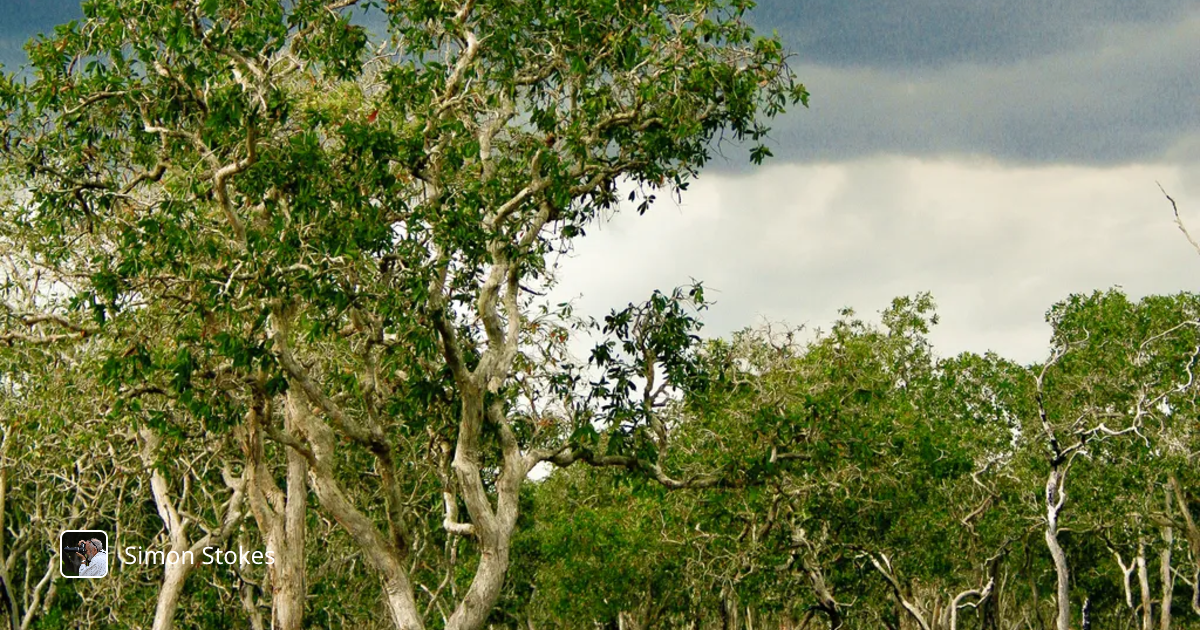 Ramingining Wetlands by Simon Stokes