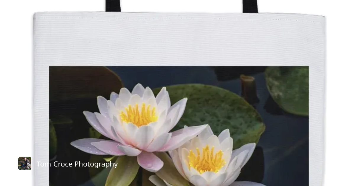 Serenity in Bloom: A Reflection on Nature's Lotus Dance by Tom Croce ...